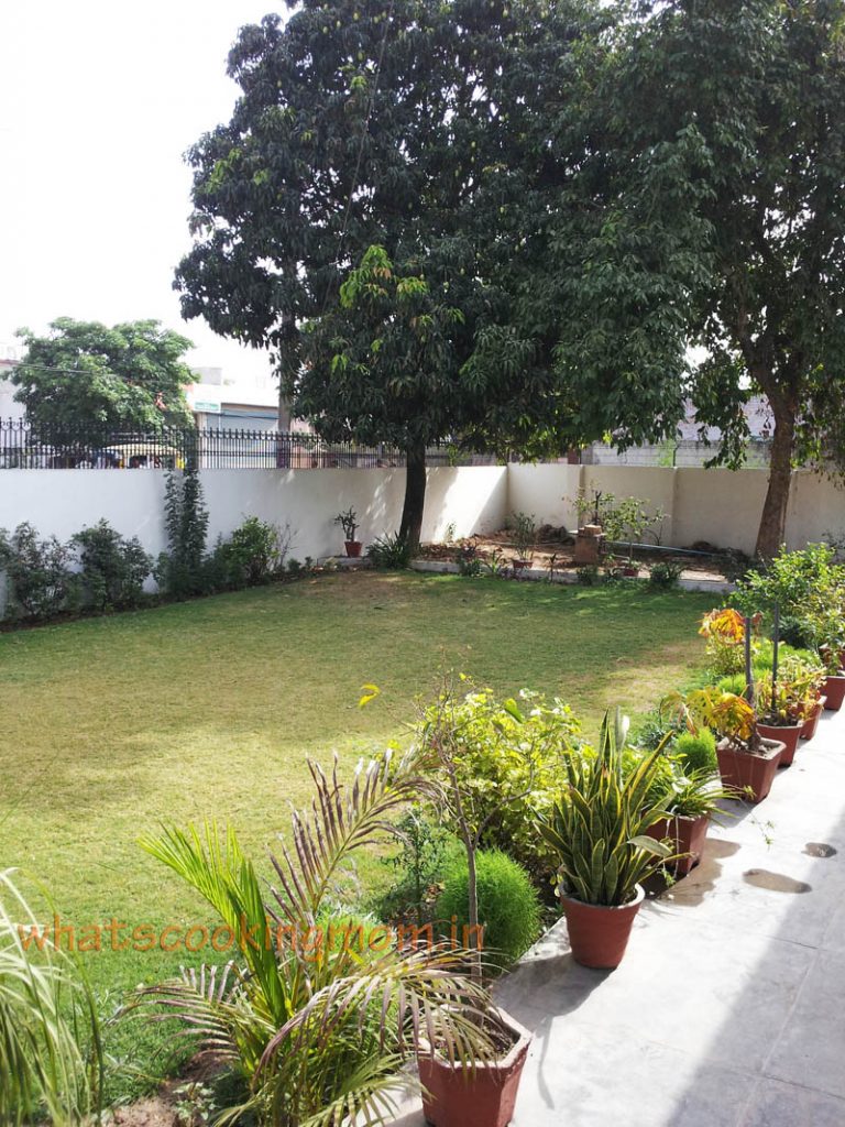 sweet and spicy raw mango chutney or chunda