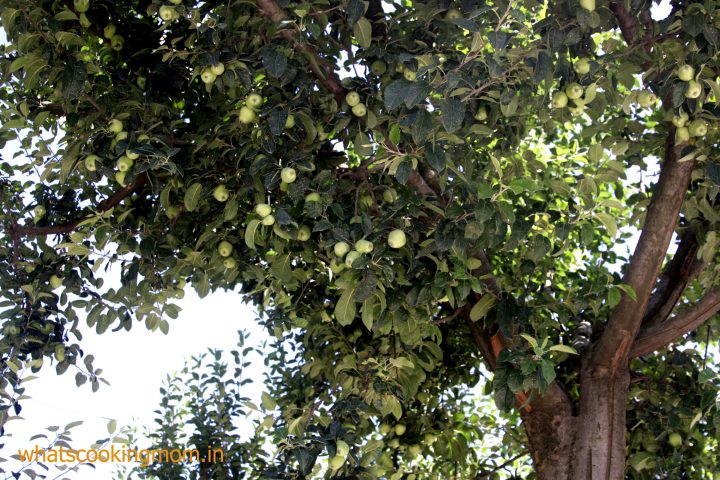 kashmir tour | whats cooking mom